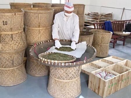 Yellow Tea Types: Complete Guide to all Yellow Tea Varieties
