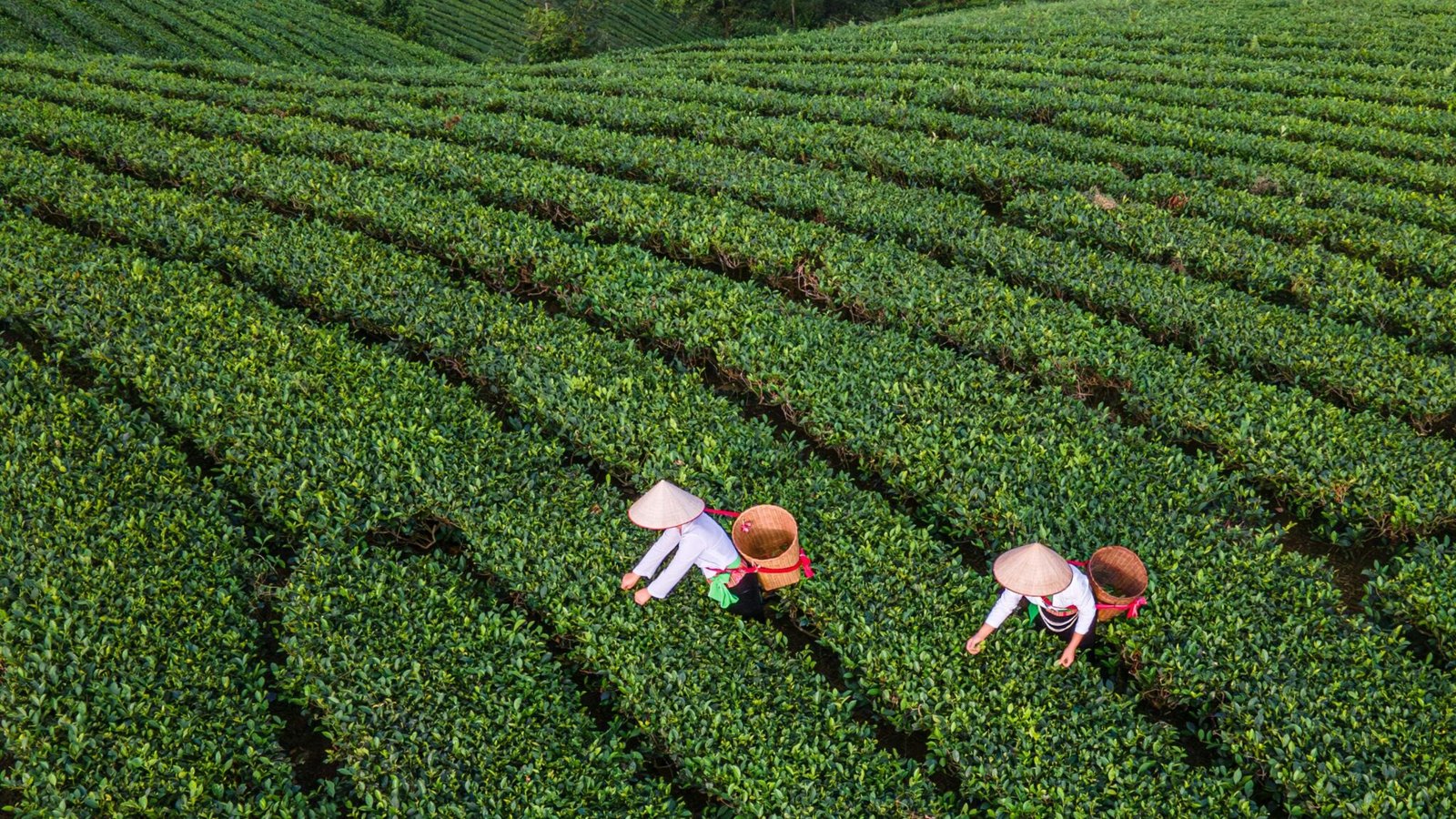 White Tea Types: A Complete Guide to White Tea Varieties