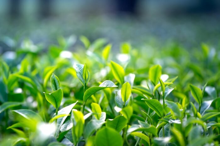 Green Tea Types: Complete Guide to all Green Tea Varieties