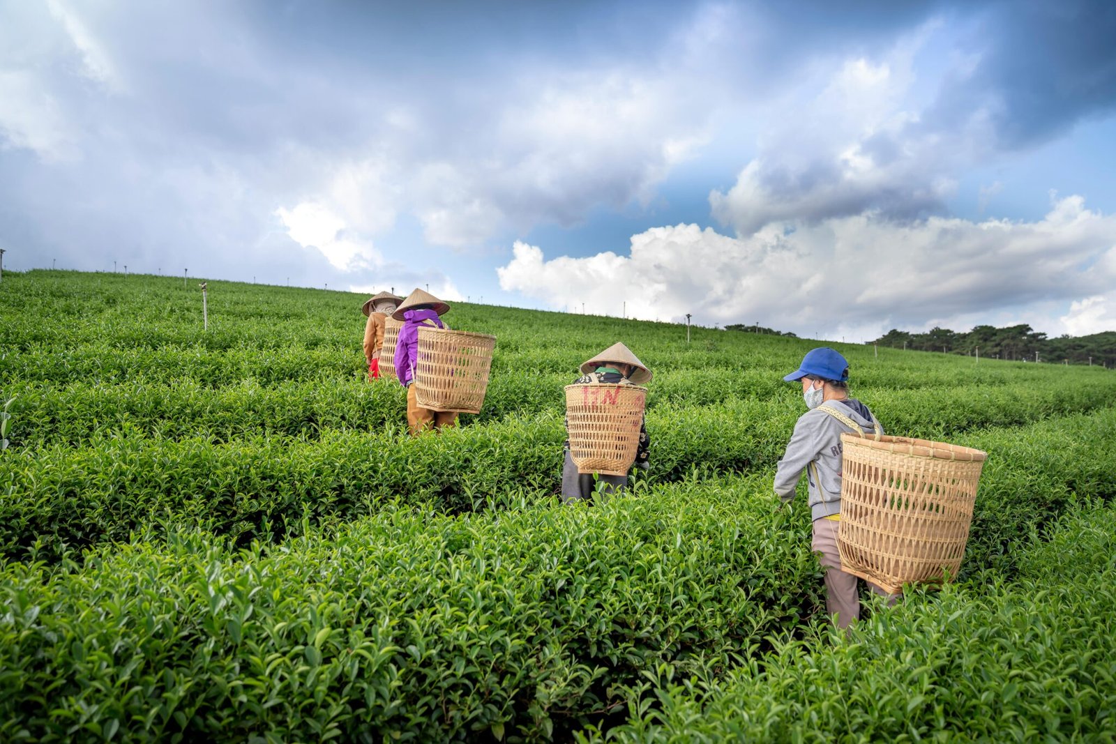 White Tea Types: A Complete Guide to White Tea Varieties