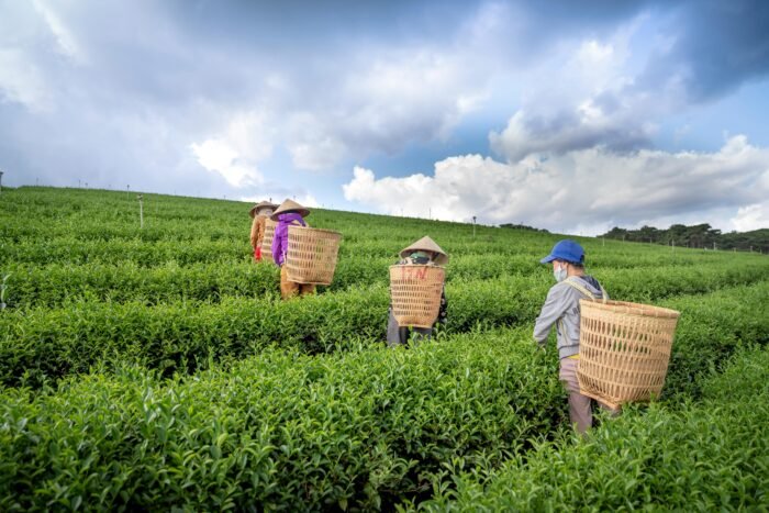 White Tea Types: A Complete Guide to White Tea Varieties