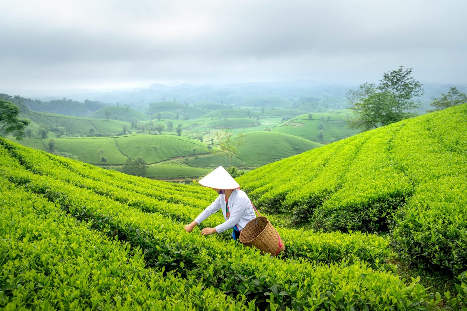 Green Tea Types: Complete Guide to all Green Tea Varieties