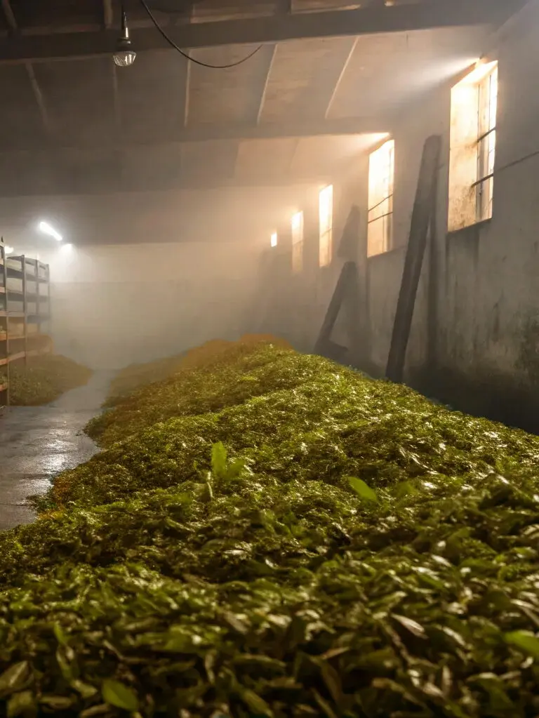 Pu-erh Tea Types: Complete Guide to all Pu-erh Tea Varieties