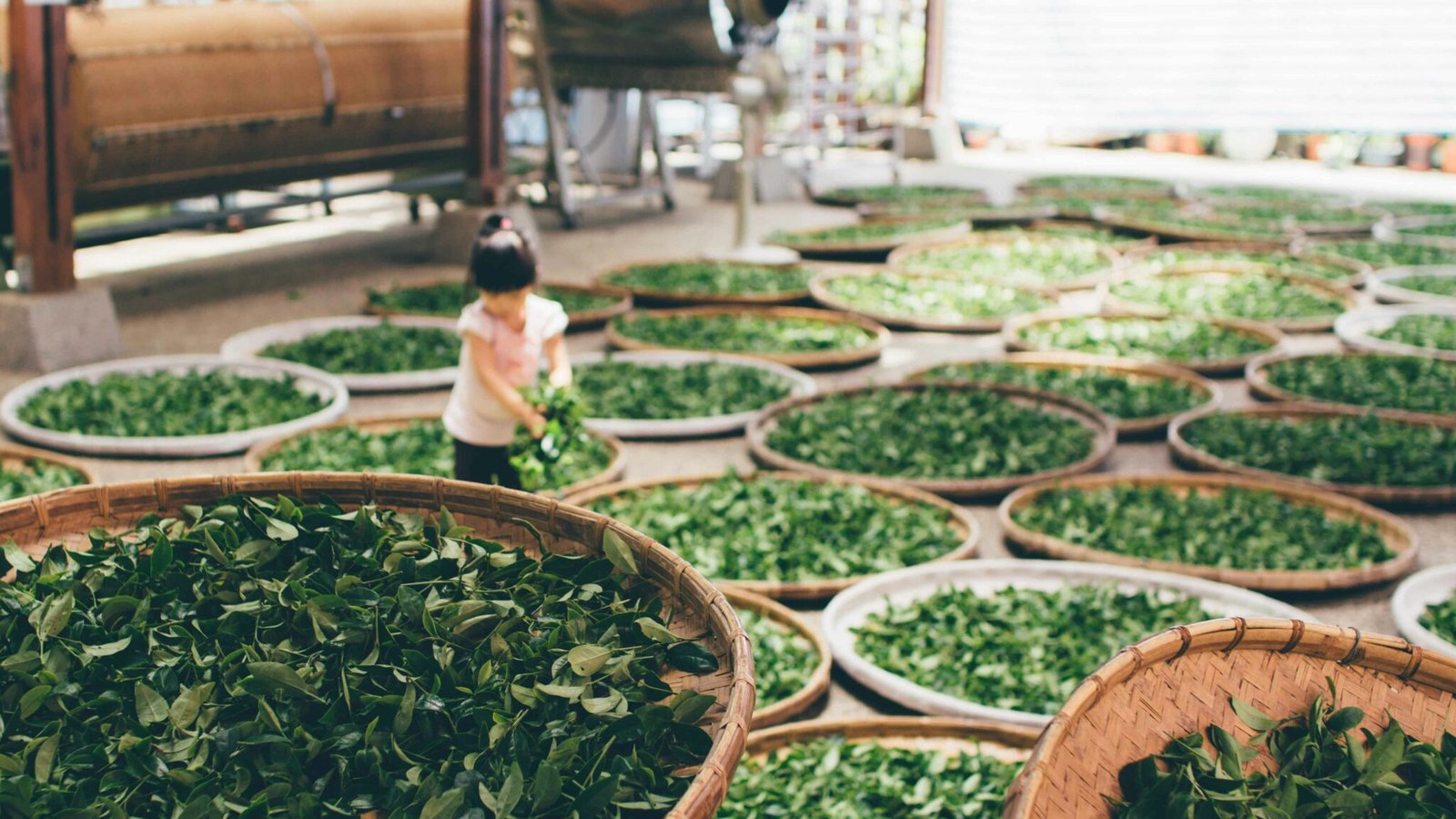 Oolong Tea Types: Complete Guide to all Oolong Tea Varieties
