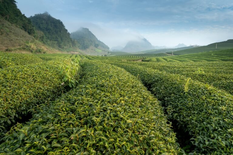 Oolong Tea Types: Complete Guide to all Oolong Tea Varieties